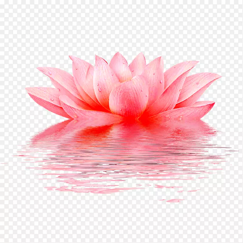 莲花图案PNG图片素材下载_图片编号507517-PNG素材网
