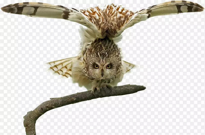 猫头鹰-猫头鹰PNG图片素材下载_图片编号2870008-PNG素材网