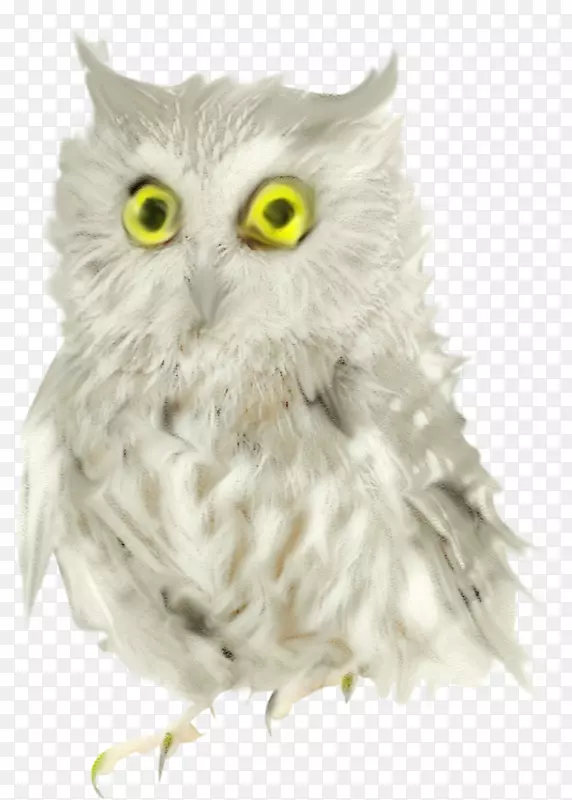 猫头鹰PNG图片素材下载_图片编号4439658-PNG素材网