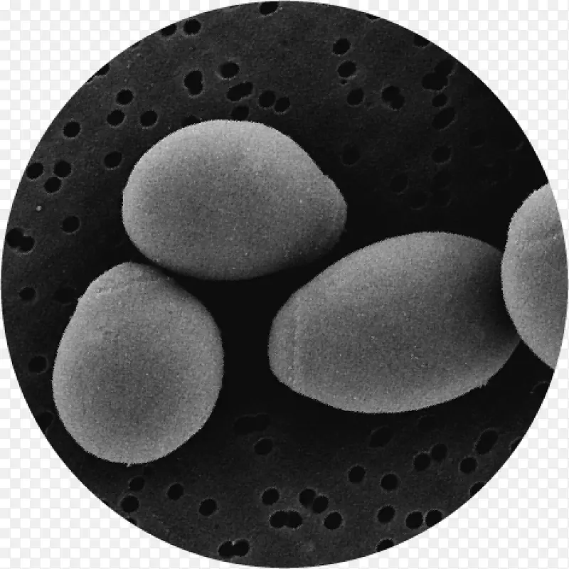 酵母菌显微镜图像PNG图片素材下载_图片编号5115289-PNG素材网