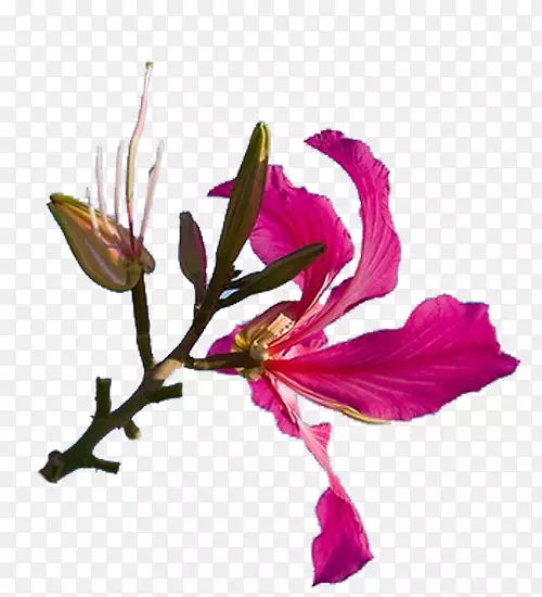 紫金花 植物PNG图片素材下载_图片编号7443584-PNG素材网