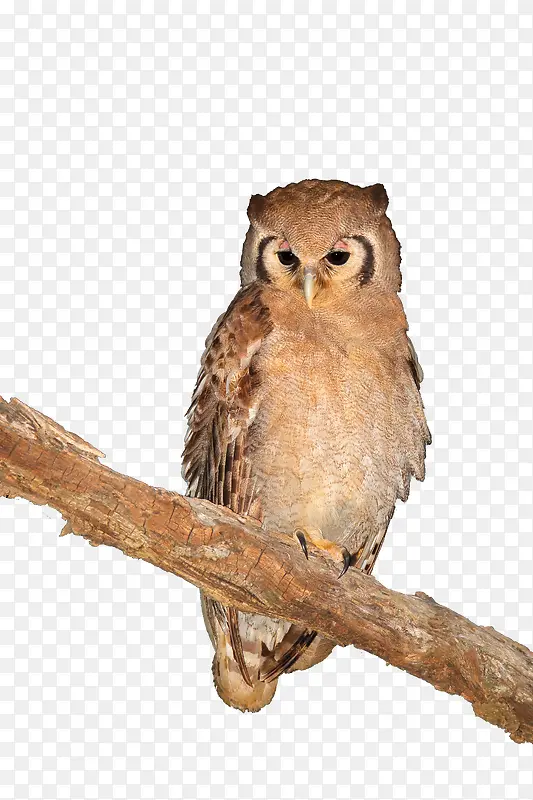 猫头鹰PNG图片素材下载_图片编号7658785-PNG素材网