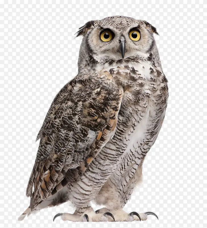 高清猫头鹰PNG图片素材下载_图片编号7805958-PNG素材网