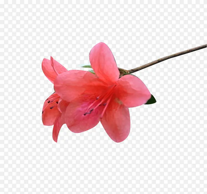 映山红开花PNG图片素材下载_图片编号8014292-PNG素材网