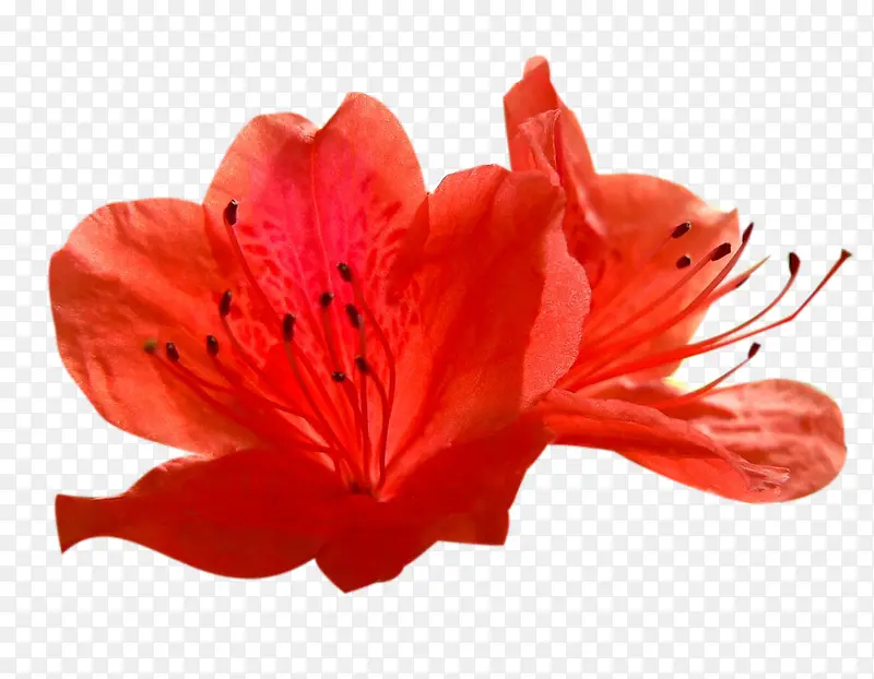 鲜花映山红图片素材PNG图片素材下载_图片编号8085948-PNG素材网