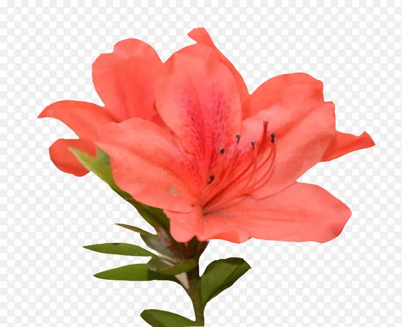 映山红鲜花图片素材PNG图片素材下载_图片编号8085957-PNG素材网