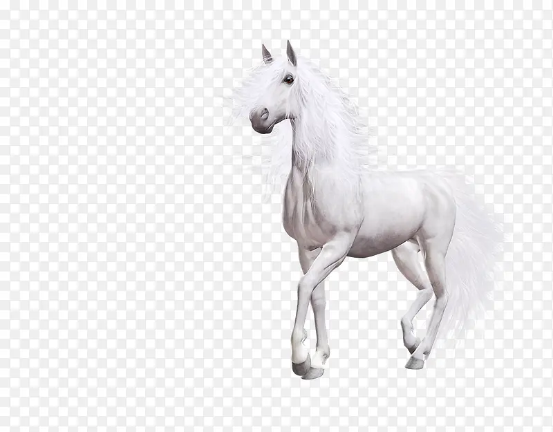 动物高清免抠图素材PNG图片素材下载_图片编号8239960-PNG素材网