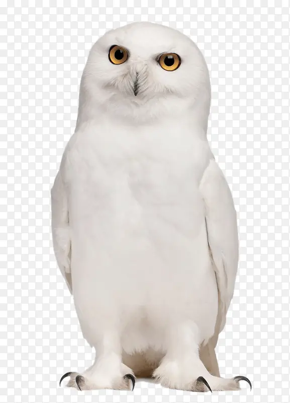 白色猫头鹰PNG图片素材下载_图片编号8326760-PNG素材网