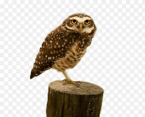 猫头鹰PNG图片素材下载_图片编号8552216-PNG素材网