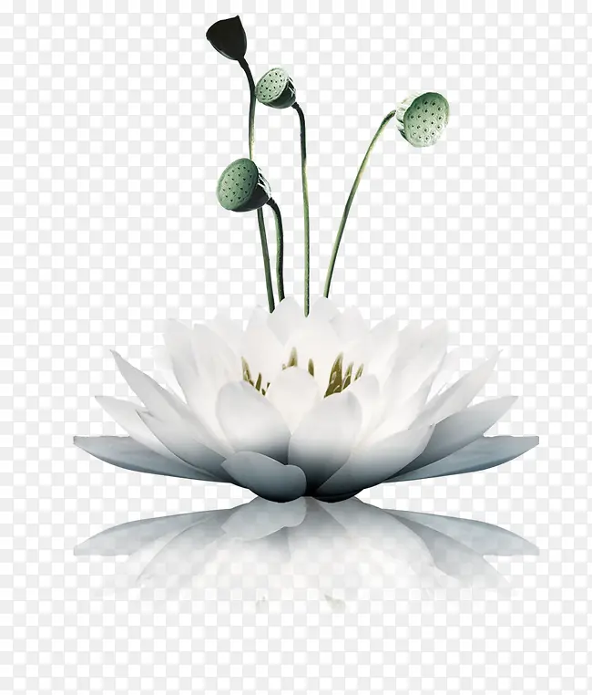 莲花PNG图片素材下载_图片编号9818413-PNG素材网