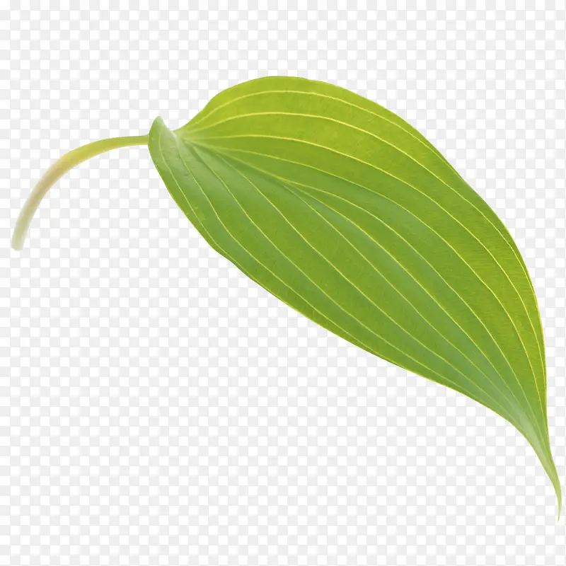 卡通叶子PNG图片素材下载_图片编号10020179-PNG素材网