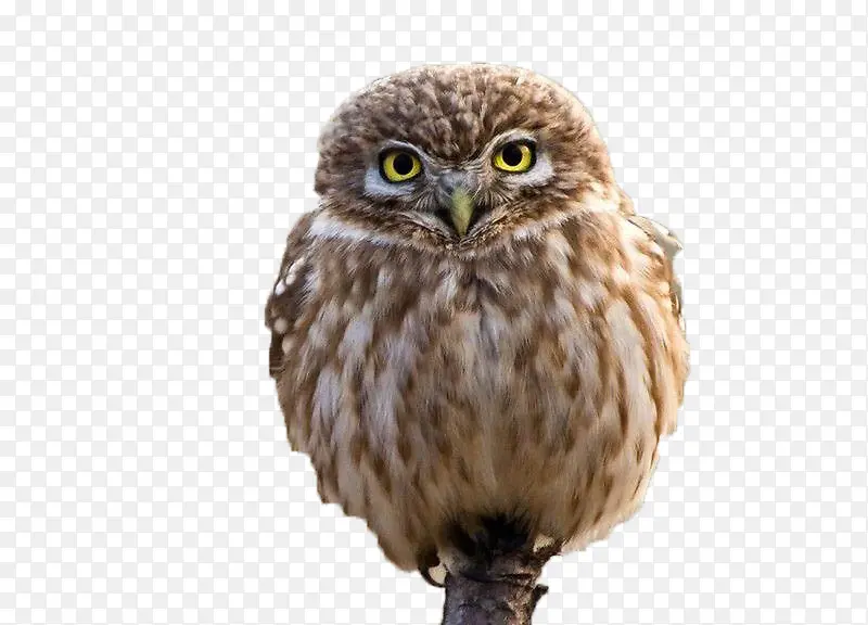 野生猫头鹰PNG图片素材下载_图片编号10021344-PNG素材网