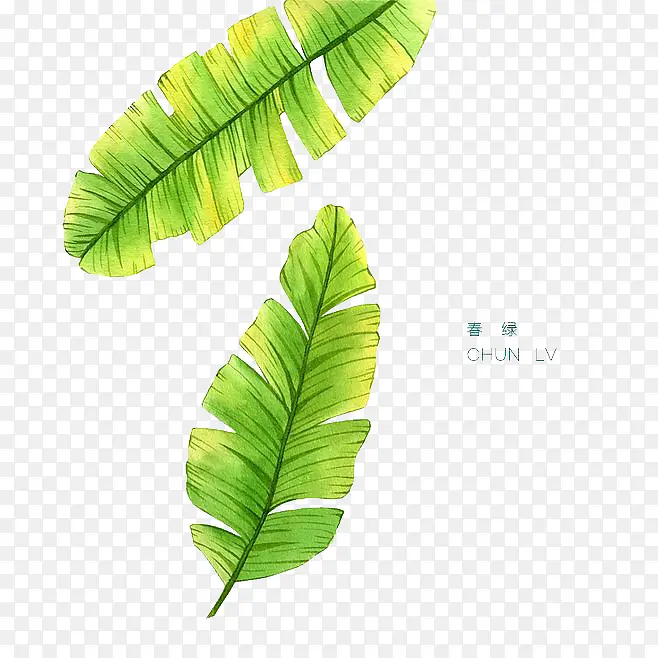 卡通叶子PNG图片素材下载_图片编号10057039-PNG素材网