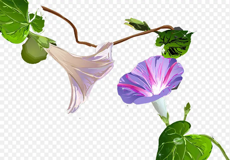 牵牛花PNG图片素材下载_图片编号10604187-PNG素材网