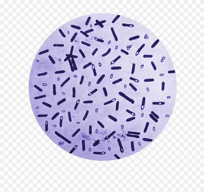 显微镜看细菌PNG图片素材下载_图片编号10712597-PNG素材网