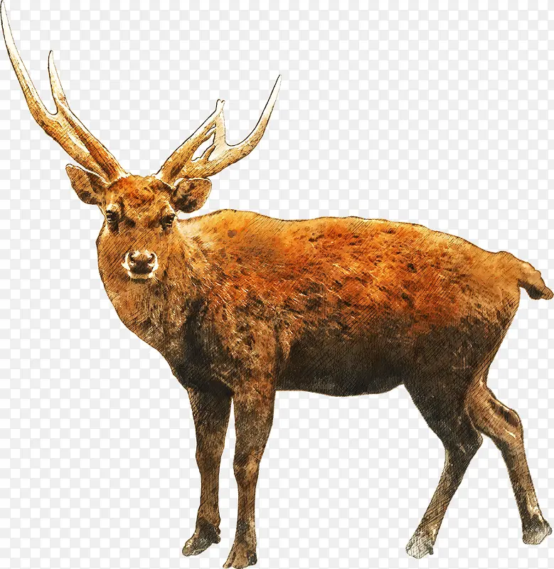 手绘可爱动物免扣png 素材PNG图片素材下载_图片编号10715445-PNG素材网